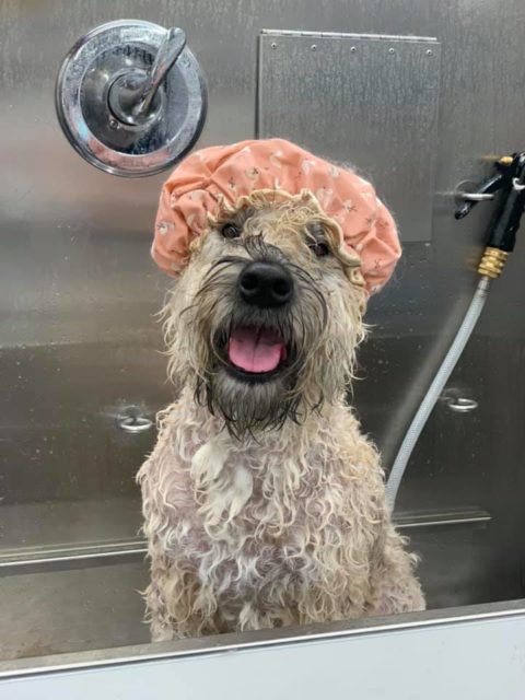 Pooch Parlor - Luxury Grooming Spa At Your Doorstep